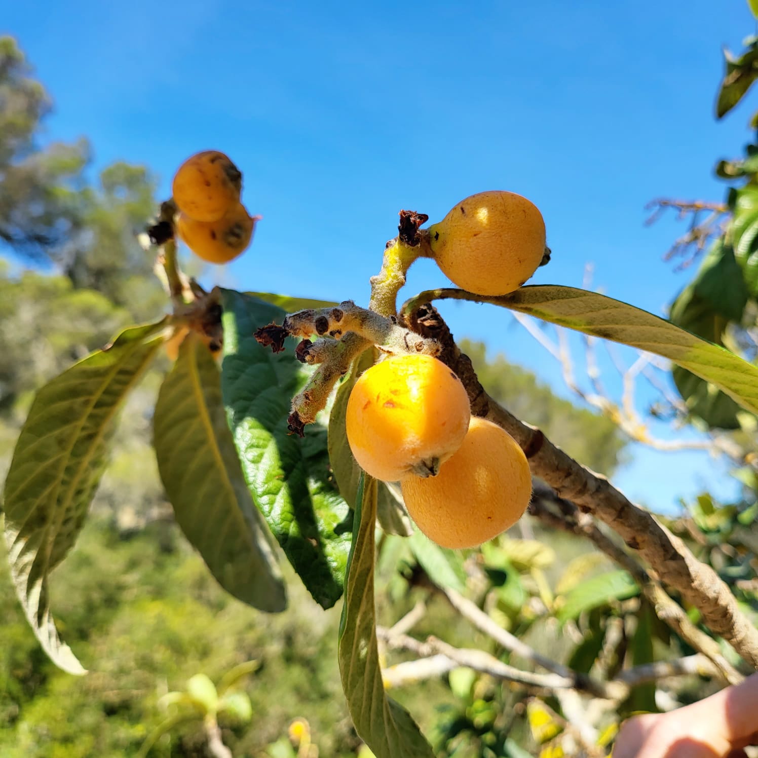 Zoom sur la nèfle - MG PEP'S