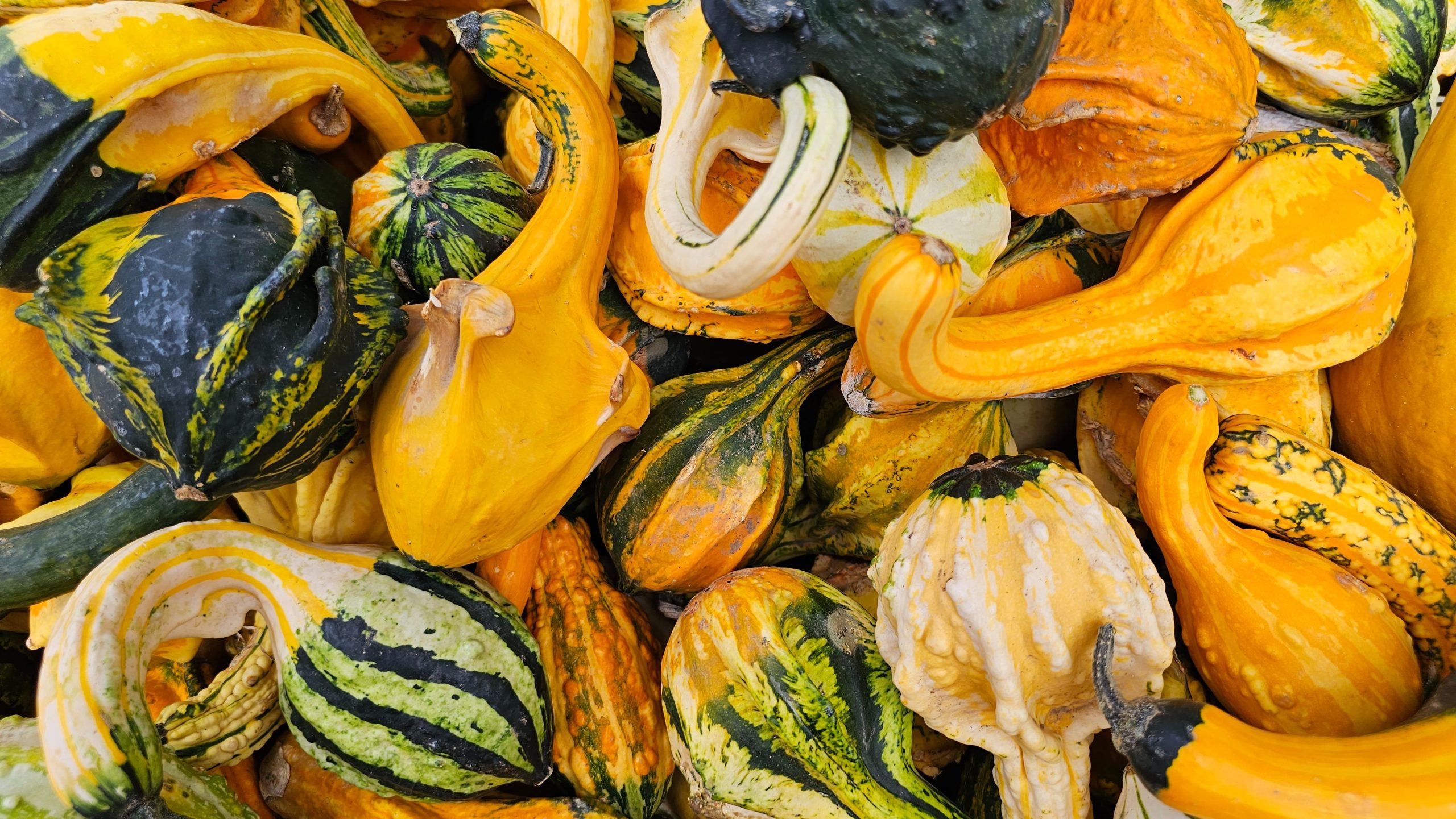 C’est la saison des courges oranges ! - MG PEP'S