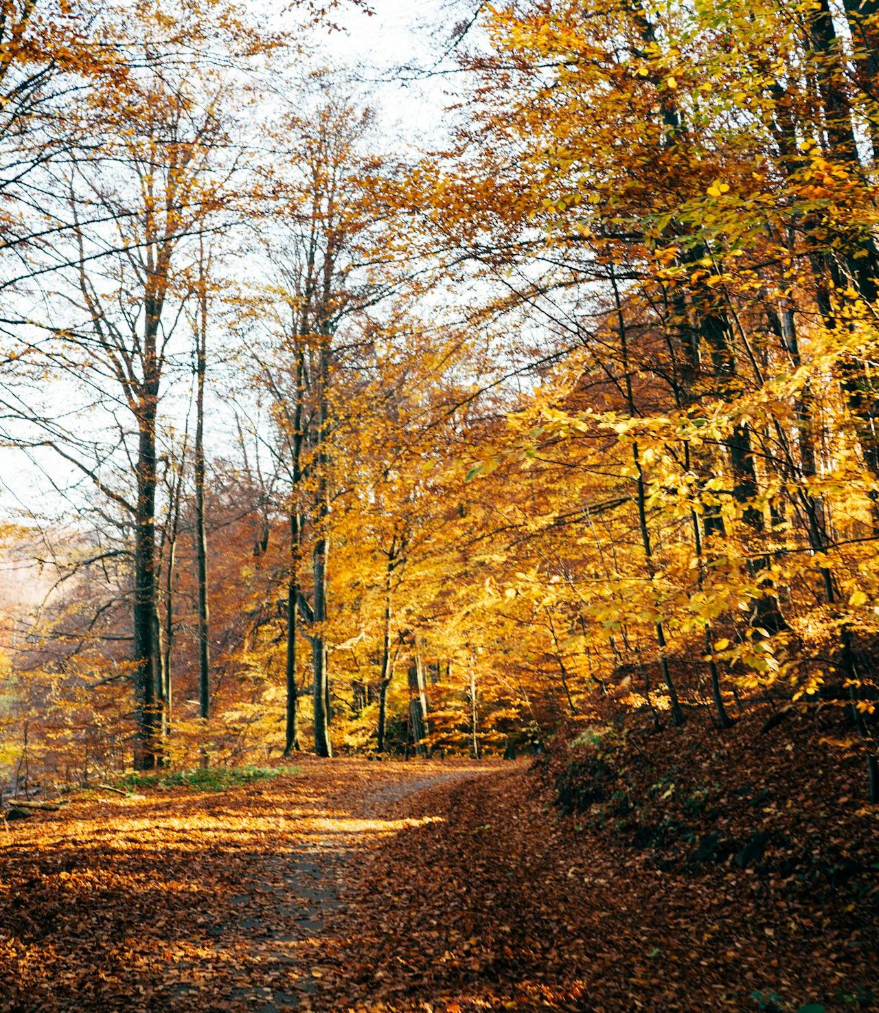 Les bienfaits des promenades en forêt en automne : un remède naturel ...